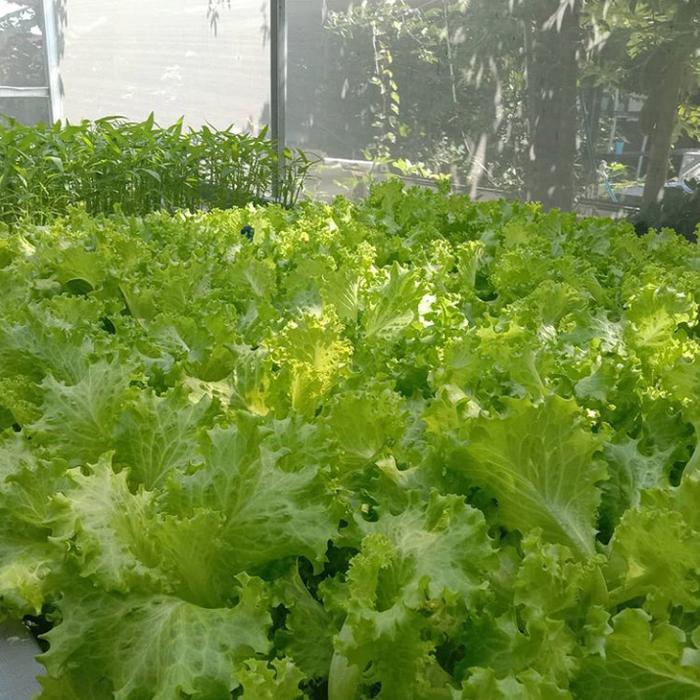 Jual sayur segar selada keriting hijau 1KG hidroponik free pestisida ...