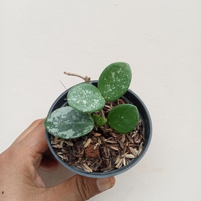 Jual tanaman hoya mathilde splash - Kab. Bogor - zeeka plant | Tokopedia