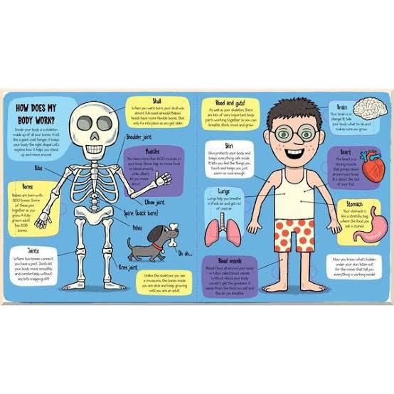 Jual Little Explorers My Amazing Body Board Book Lift The Flap Children ...