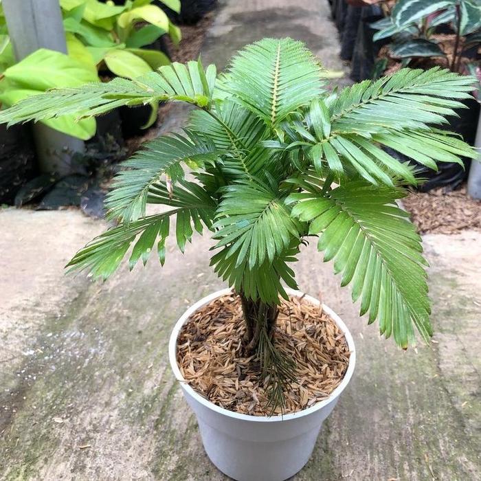 Jual 2145 Tanaman Hidup Indoor Palem Paris Rotan Mini - Tanaman Hias ...