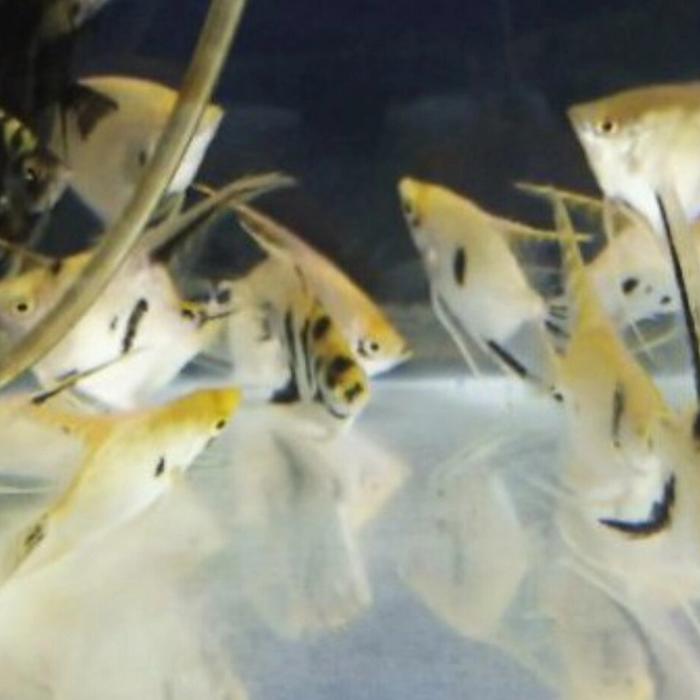 Jual Ikan Hias Aquascape manfish layang layang layar air tawar aquarium ...