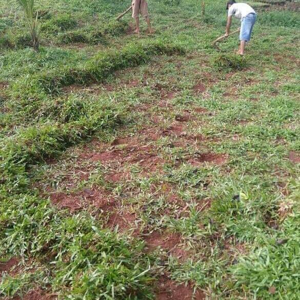 Jual Rumput Gajah Paitan / Gajah Biasa - Kab. Bogor - Tukang Rumput ...