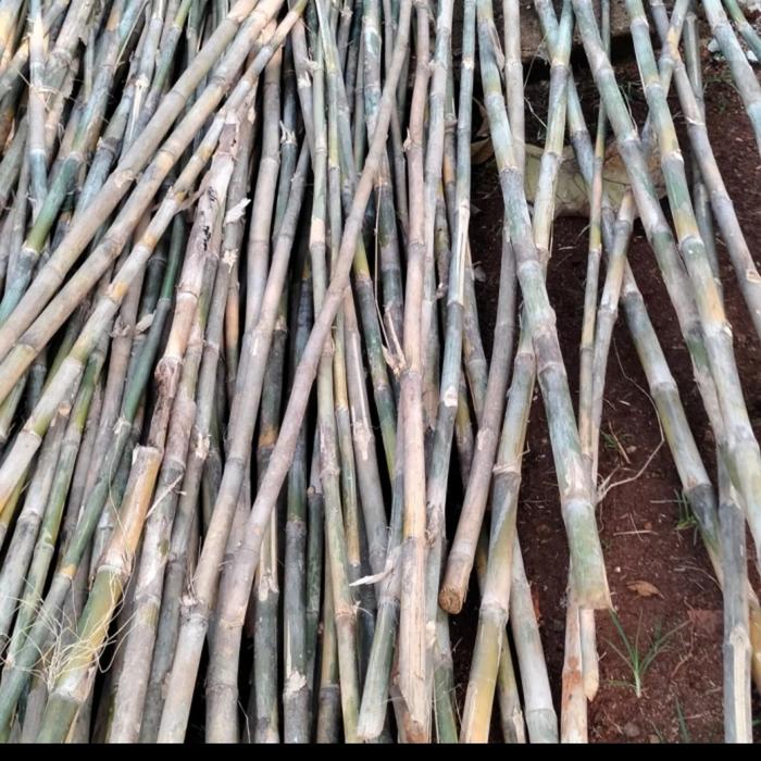 Jual tiang bambu bendera umbul 1,5m - Jakarta Barat - Tani Hub | Tokopedia