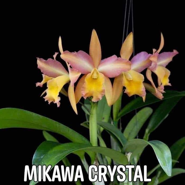 Jual Anggrek Cattleya Rth Mikawa Crystal Rainbow Bridge - Kota ...