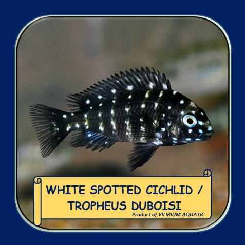 Promo IKAN HIAS AIR TAWAR - WHITE SPOTTED CICHLID / TROPHEUS DUBOISI ...
