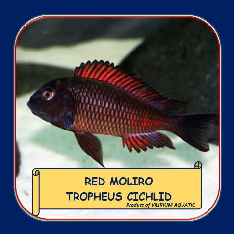 Promo IKAN HIAS AIR TAWAR - RED MOLIRO TROPHEUS CICHLID - Jakarta Pusat ...