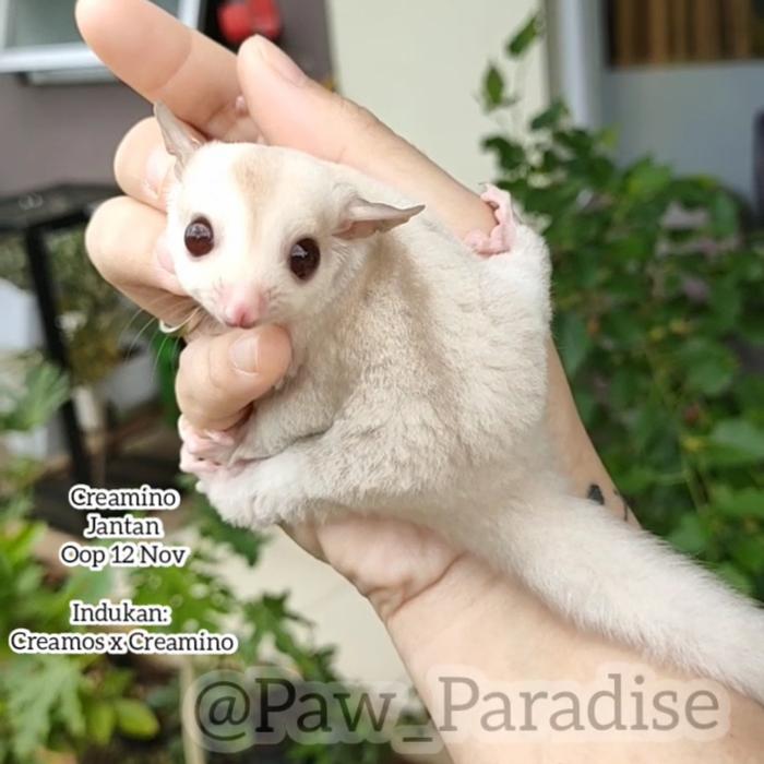 Creamino Sugar Glider
