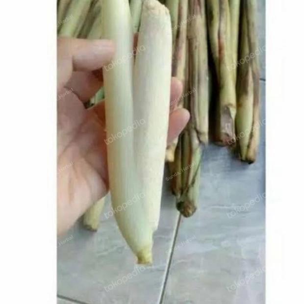 Jual terubuk sayur - terubus endog - telur tebu sayur lilin 500gram ...