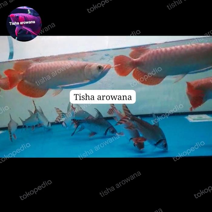 Jual arwana super red chili arowana SR SUMO sepauk Chili Kalimantan ...