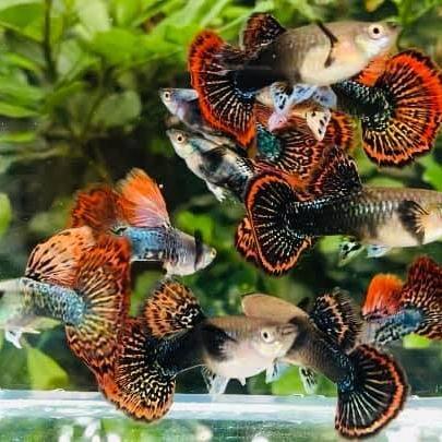 Jual Ikan Hias Guppy Dragon Halfmoon Sepasang - Kota Depok - Fishtreasure. id | Tokopedia