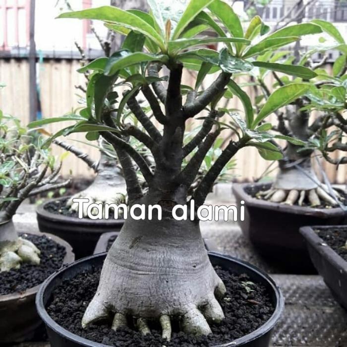 Jual tanaman adenium cabang seribu - bibit tanaman adenium cabser - Kab ...