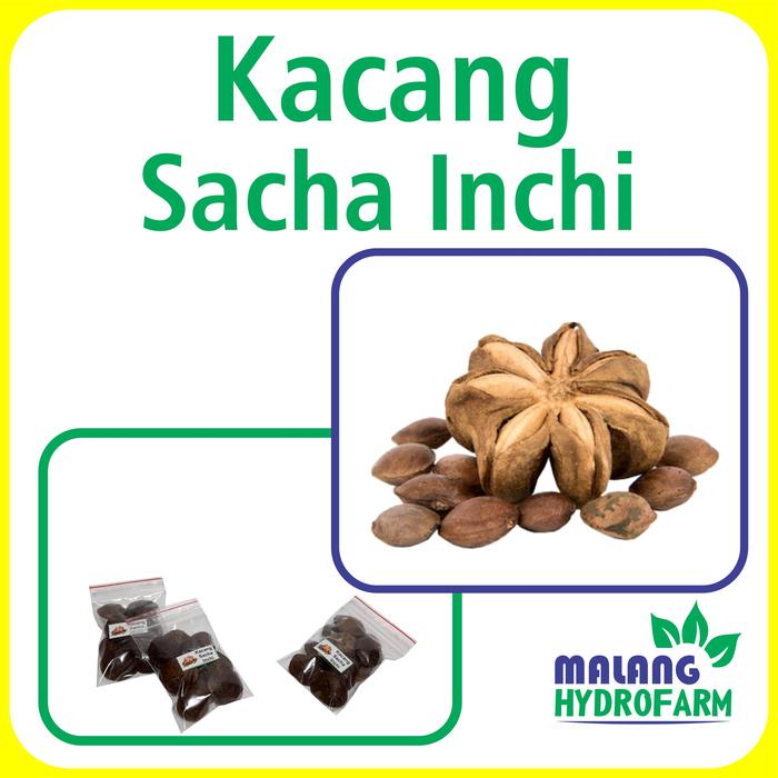 Jual Benih Kacang Sacha Inchi Unggulan Berkualitas biji bibit repack ...