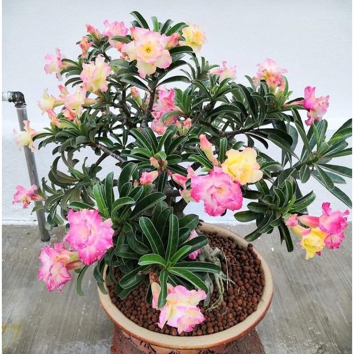 Promo Tanaman hias Adenium bunga tumpuk 4 warna kamboja jepang - bunga ...