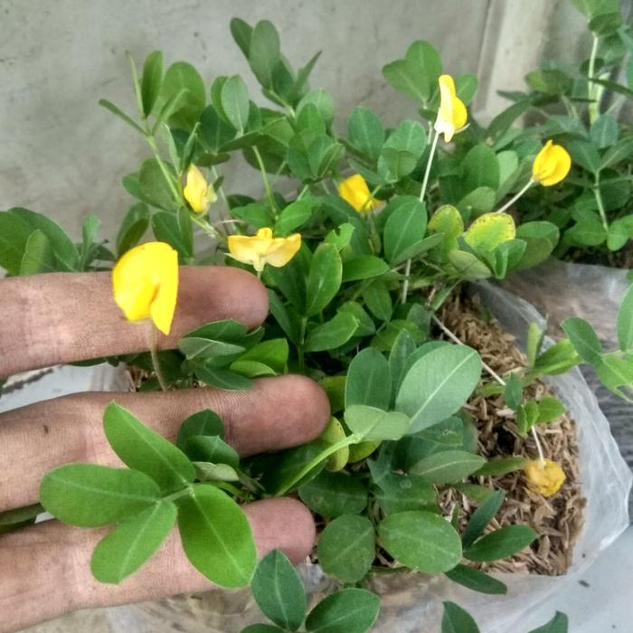 Jual Aracis pintoi, tanaman kacang kacangan, tanaman rumput bunga ...