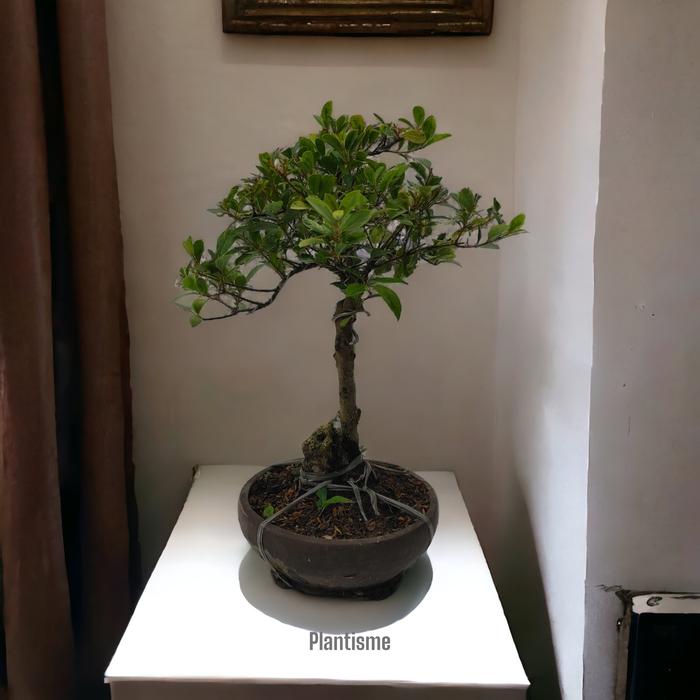 Jual Varigated Syzygium Lilly Pilly Pohon Bonsai Jambu Varigata ...