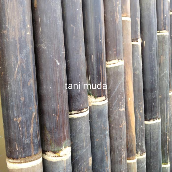 Jual bambu hitam utuh besar/bambu wulung ukuran 100 cm diameter 7-8-9 ...