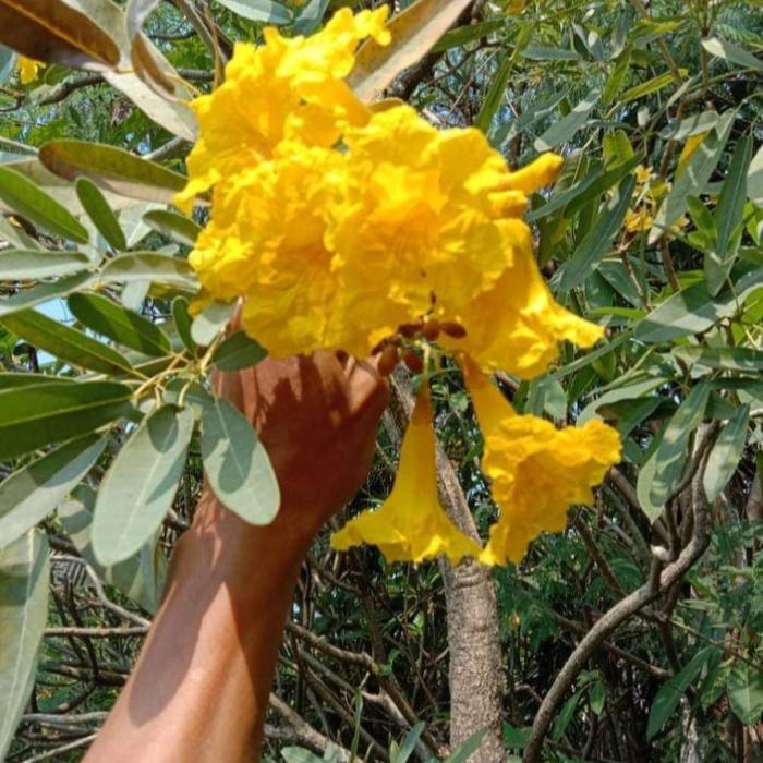 Jual tanaman hias pohon tabebuya bunga pink tinggi 3.5mter - Kuning ...