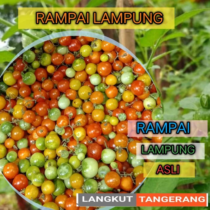 Promo rampai si tomat kecil segar 500gram - Kab. Tangerang - LANGKUT ...