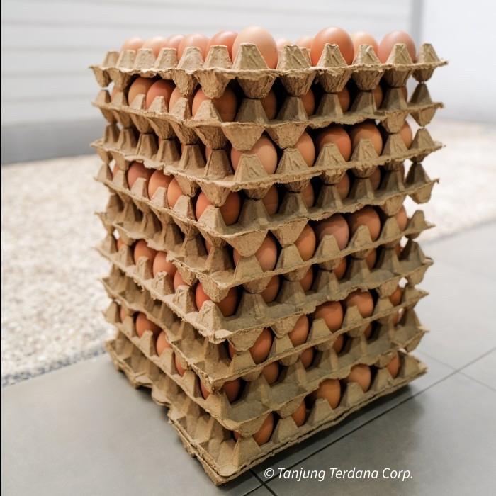 Jual FRESH EGGS! Telur Ayam Negeri 15 kg Grade A Peternakan Sendiri ...