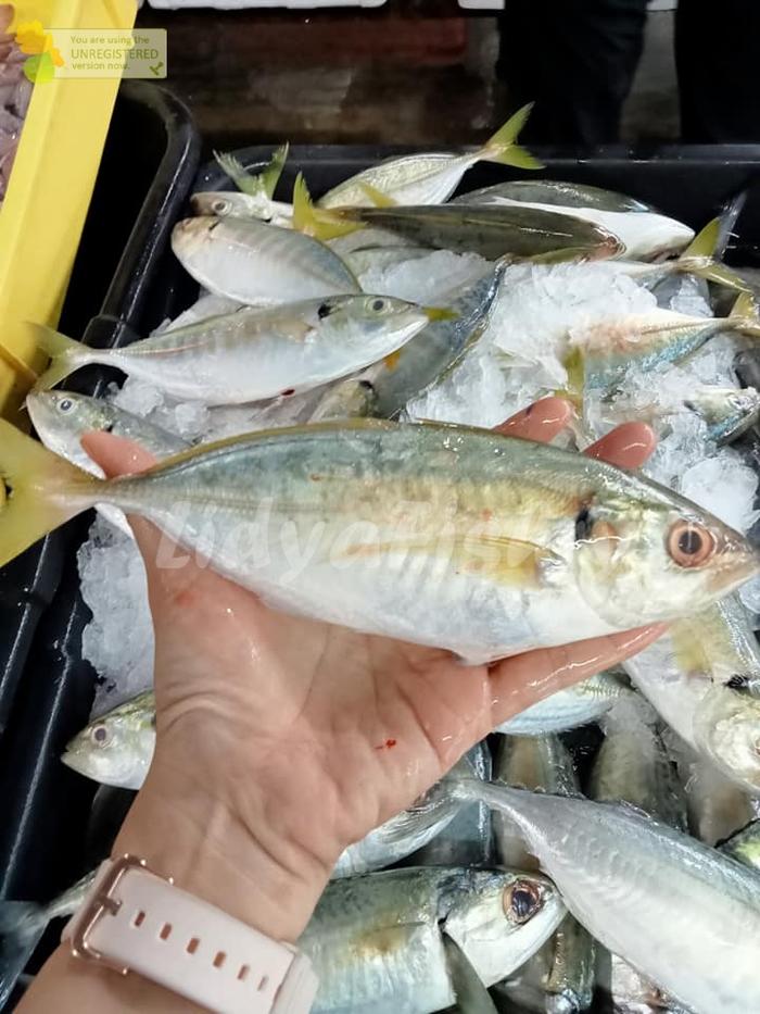 Jual Ikan Kembung Segar Ikan Kembung Como 1Kg - Jakarta Utara ...