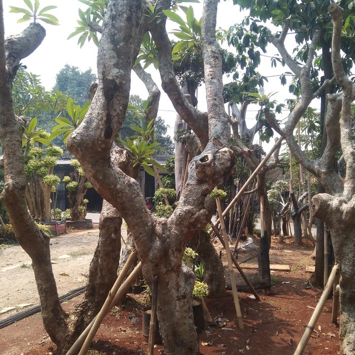 Jual KAMBOJA FOSIL/KAMBOJA POSIL TINGGI 3-4 meter - Kab. Bogor ...