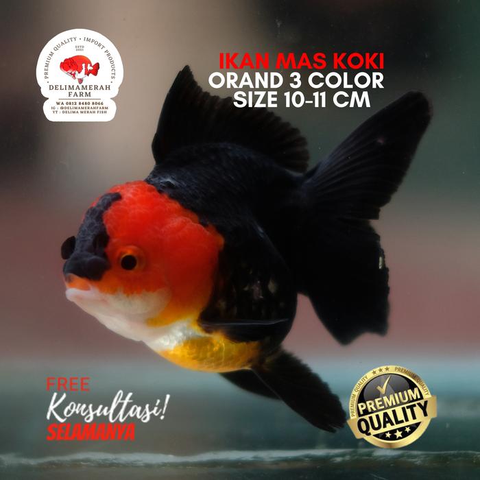 Jual IKAN MAS KOKI ORANDA 3 COLOR SHORT TAIL SIZE 8-9 CM PREMIUM ...