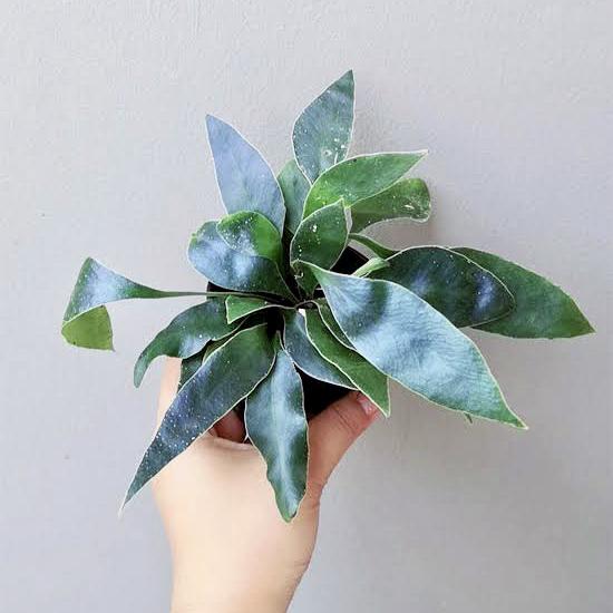 Jual Microsorum siamensis blue ferns biru - Bumi Fern Pakis Tanaman ...