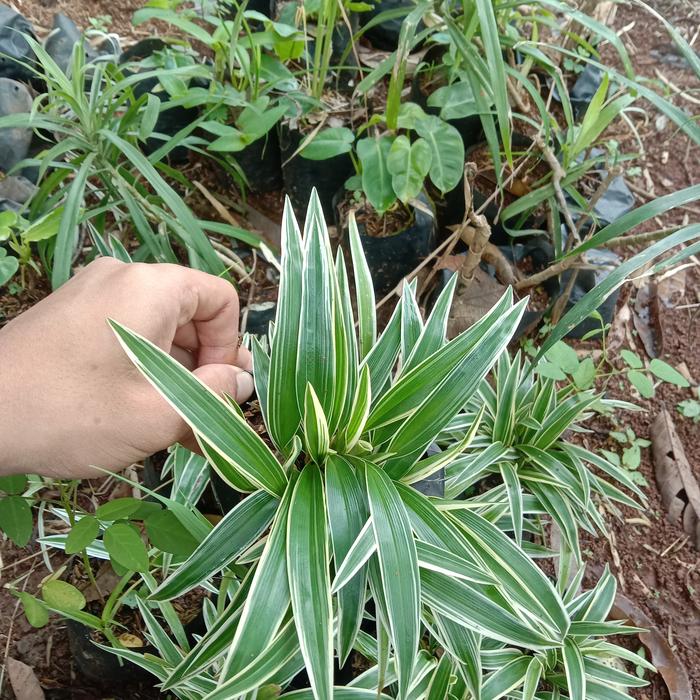Jual jual tanaman hias lili paris - umbi - spaider plant liliparis ...
