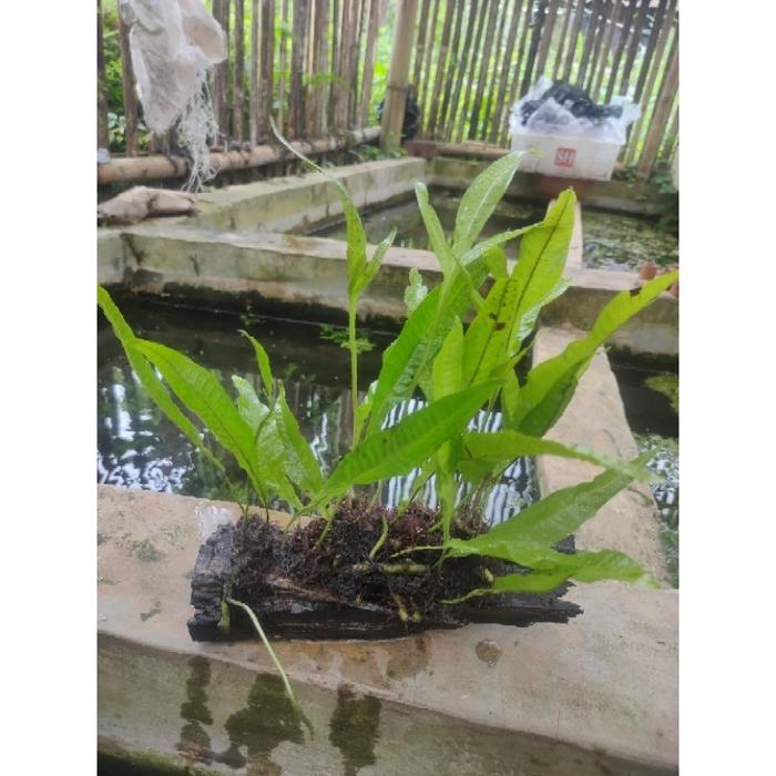 Jual kadaka -Java fern media kayu aquascape - Kab. Tasikmalaya ...