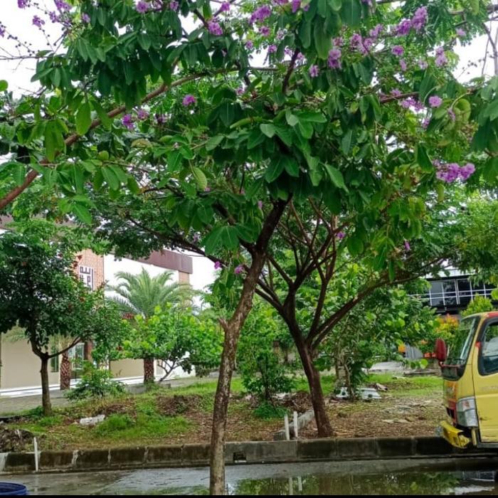 Jual pohon bungur tinggi 3atau 3,5 meter - Kota Depok - TamanHijauStore ...