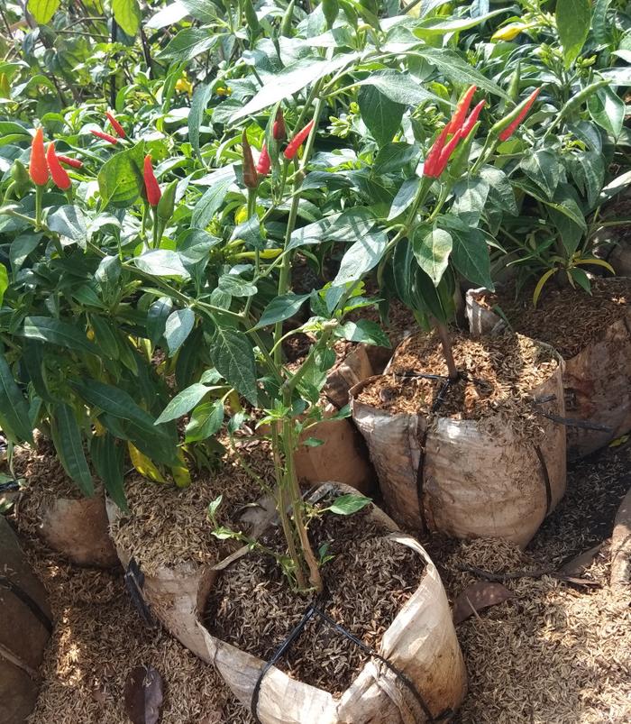 Jual Tanaman Cabai Rawit Pedas - Rawit Gorengan - Jakarta Timur - RUMAH ...