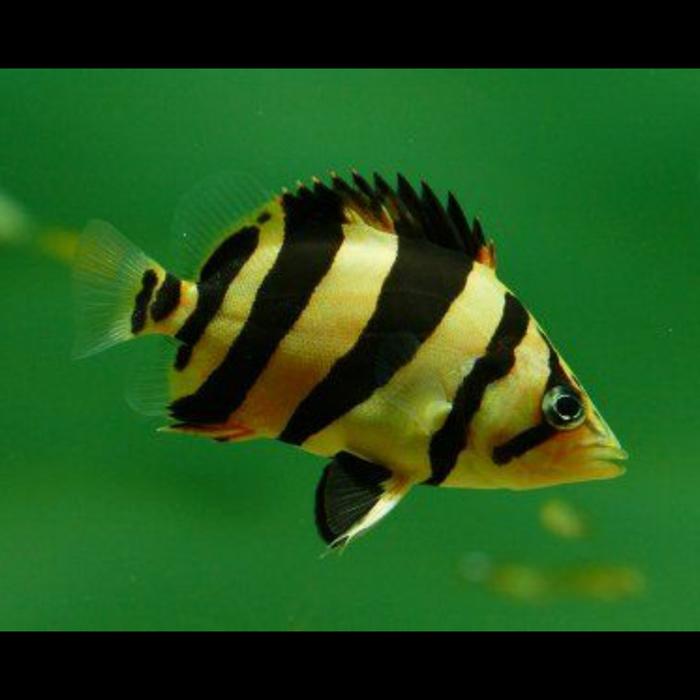 Jual Ikan Datz Borneo Indo Datnoid Tiger Fish Datnioides Microlepis - 3 ...