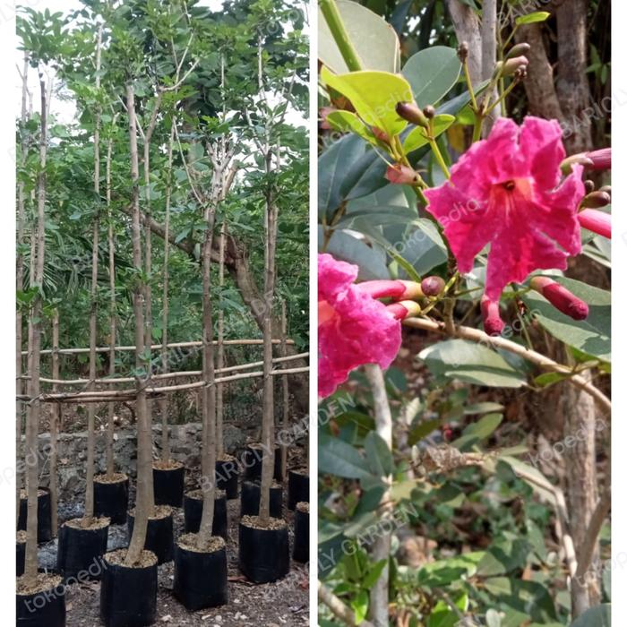 Jual pohon tabebuya merah 2_3 meter - Jakarta Utara - BARICLY GARDEN ...