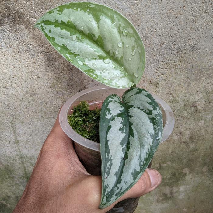 Jual SCINDAPSUS SP / tanaman rambat / tanaman gantung / hiasan taman ...