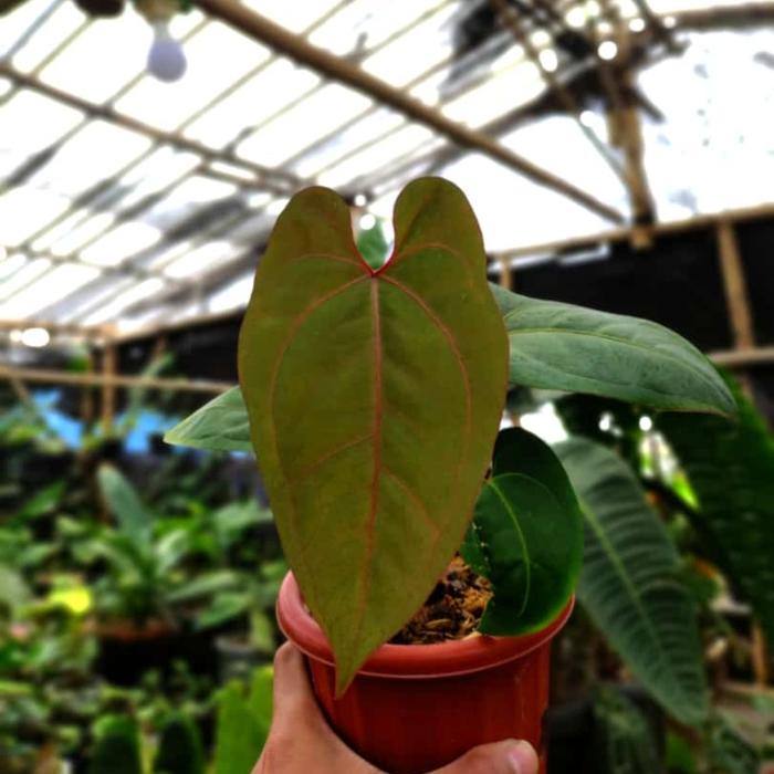 Jual anthurium dark phoenix x red spyder - 01 - Jakarta Barat - Kebun ...