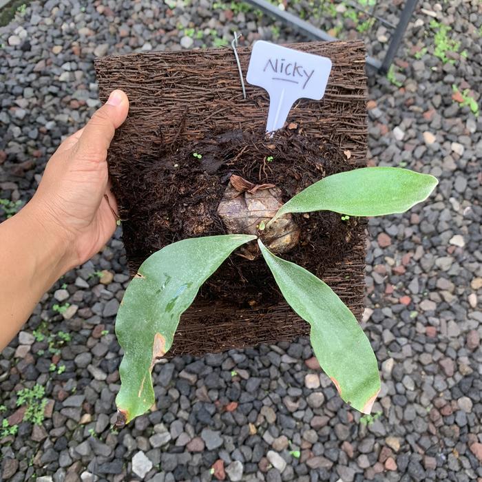 Jual Platycerium Nicky hybrid mt lewis x bifurcatum - Kab. Badung - our platy | Tokopedia