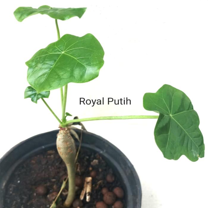 Jual TANAMAN HIAS JARAK BALI / JARAK BOTOL / BUDDHA BELLY - Kota Bekasi ...