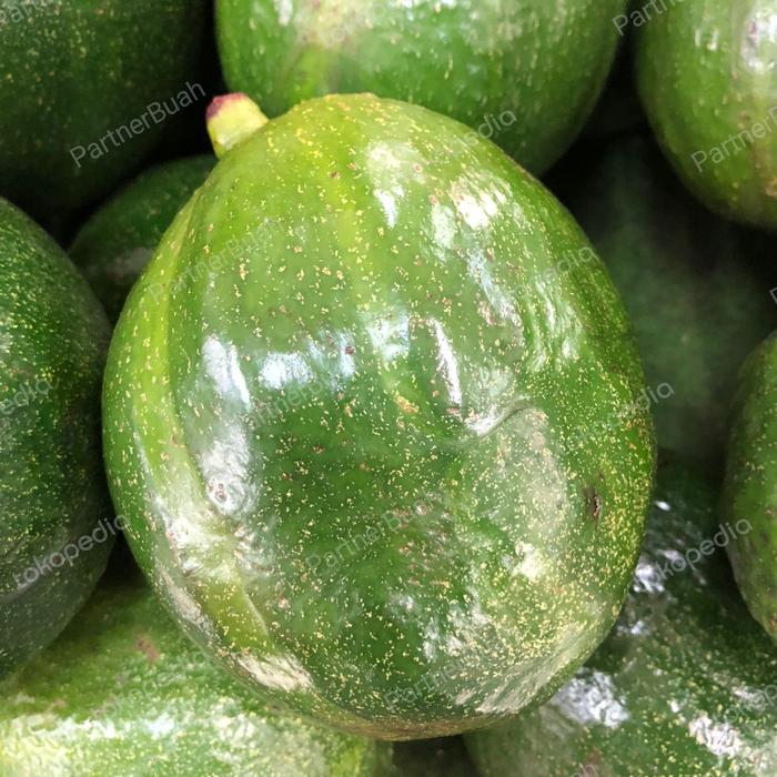 Jual Buah Alpukat Jumbo Kendil Wina -+ 1 Kg - Jakarta Barat ...