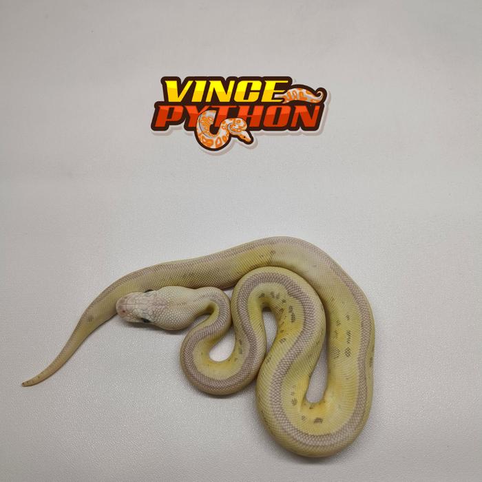 Jual Ball Python F Butter Fire Pastel Leopard Clown - Kota Bandung - papathio | Tokopedia
