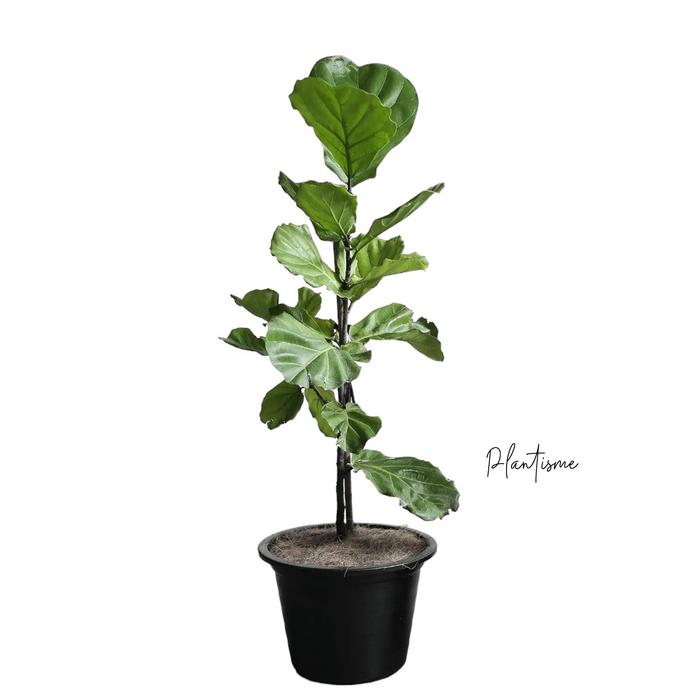 Jual Ficus Lyrata Ketapang Biola Cantik Fiddle Leaf Fig Tanaman ...