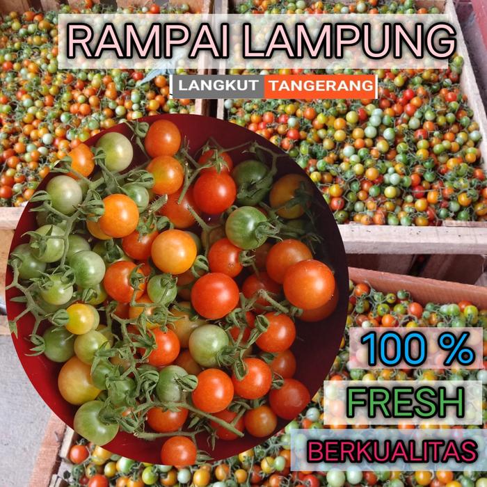 Promo rampai / tomat kecil segar fresh khas lampung 1 kg - Kab ...