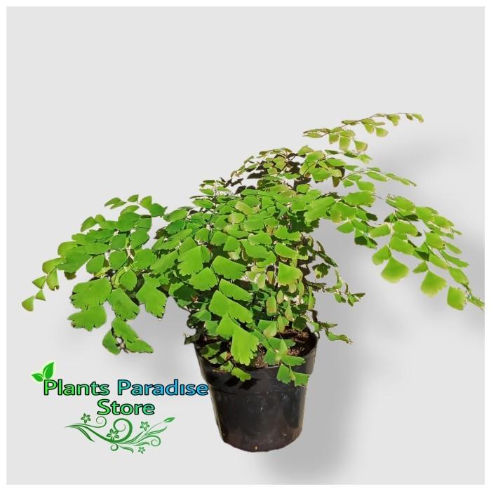 Promo Tanaman hias suplir - tanaman pakis suplir - tanaman hias ...
