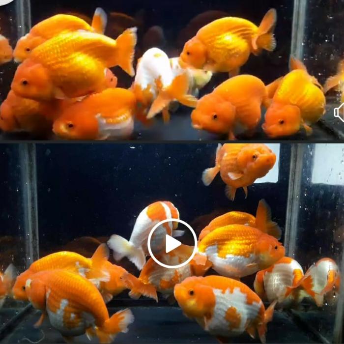 Jual ikan mas koki ranchu red white best quality - Jakarta Selatan ...