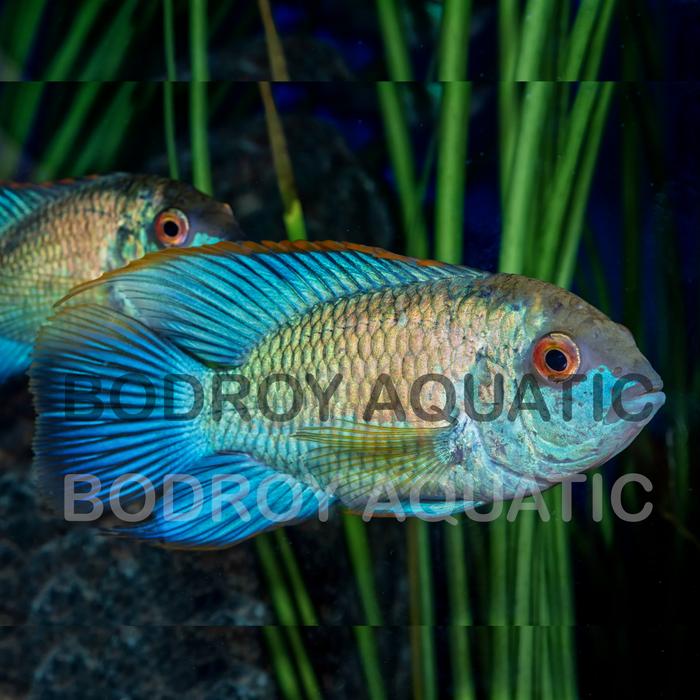 Jual Ikan Hias Cichlid Electric Blue Acara / Andinoacara Pulcher ...