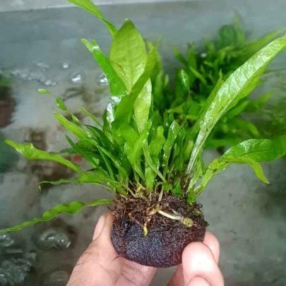 Jual tanaman aquascape kadaka wabikusa/tanaman hias/jenis tanaman ...