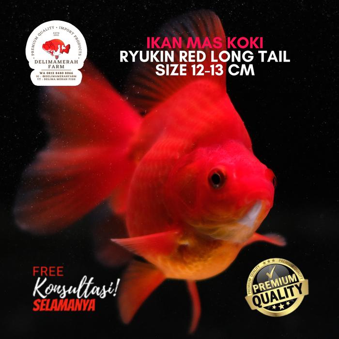Jual IKAN MAS KOKI RYUKIN RW SIZE 12 CM BERGARANSI BEST QUALITY - Kota ...
