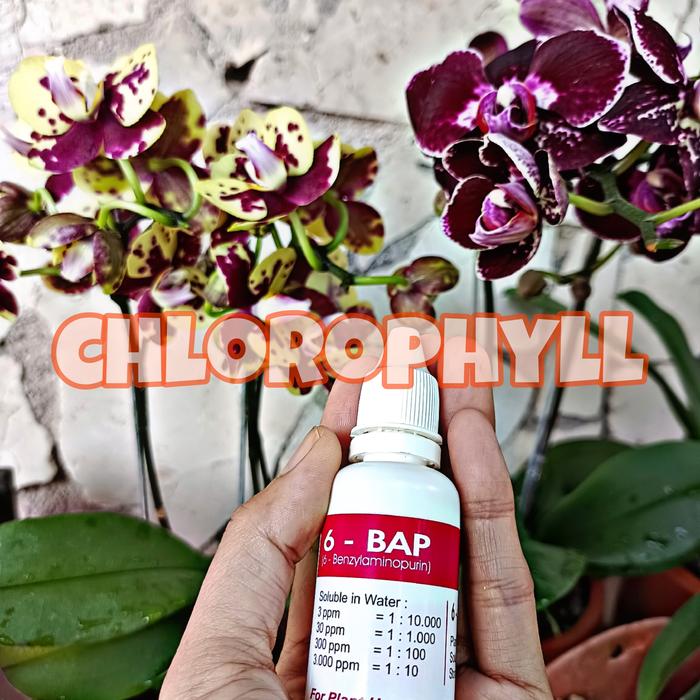 Jual HORMON 6 BAP MERAH BENZYL AMINO PURIN SITOKININ 30 ML - Kab. Jember - chlorophyll official ...