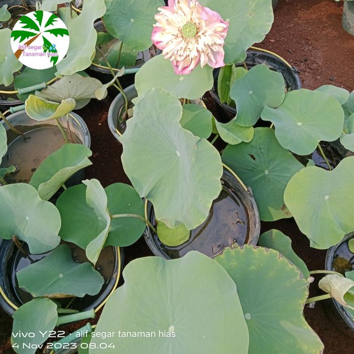 Jual tanaman air lotus/tanaman hias bunga lotus - Kota Depok - alif ...