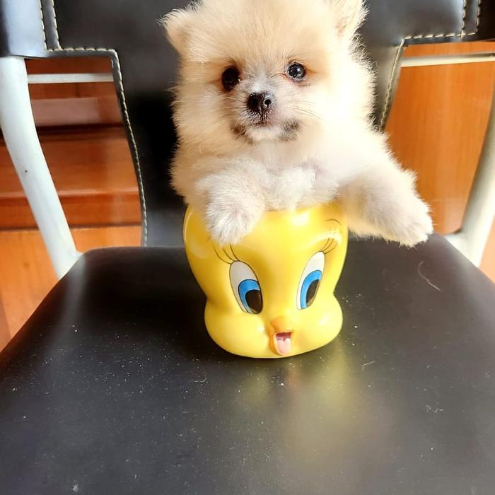 Jual Anjing mini pom & super mini pom murah - Jakarta Barat ...