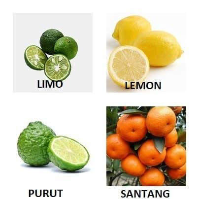 Jual Paket 4 Bibit Pohon Jeruk Okulasi [Jeruk Limo, Lemon, Purut ...